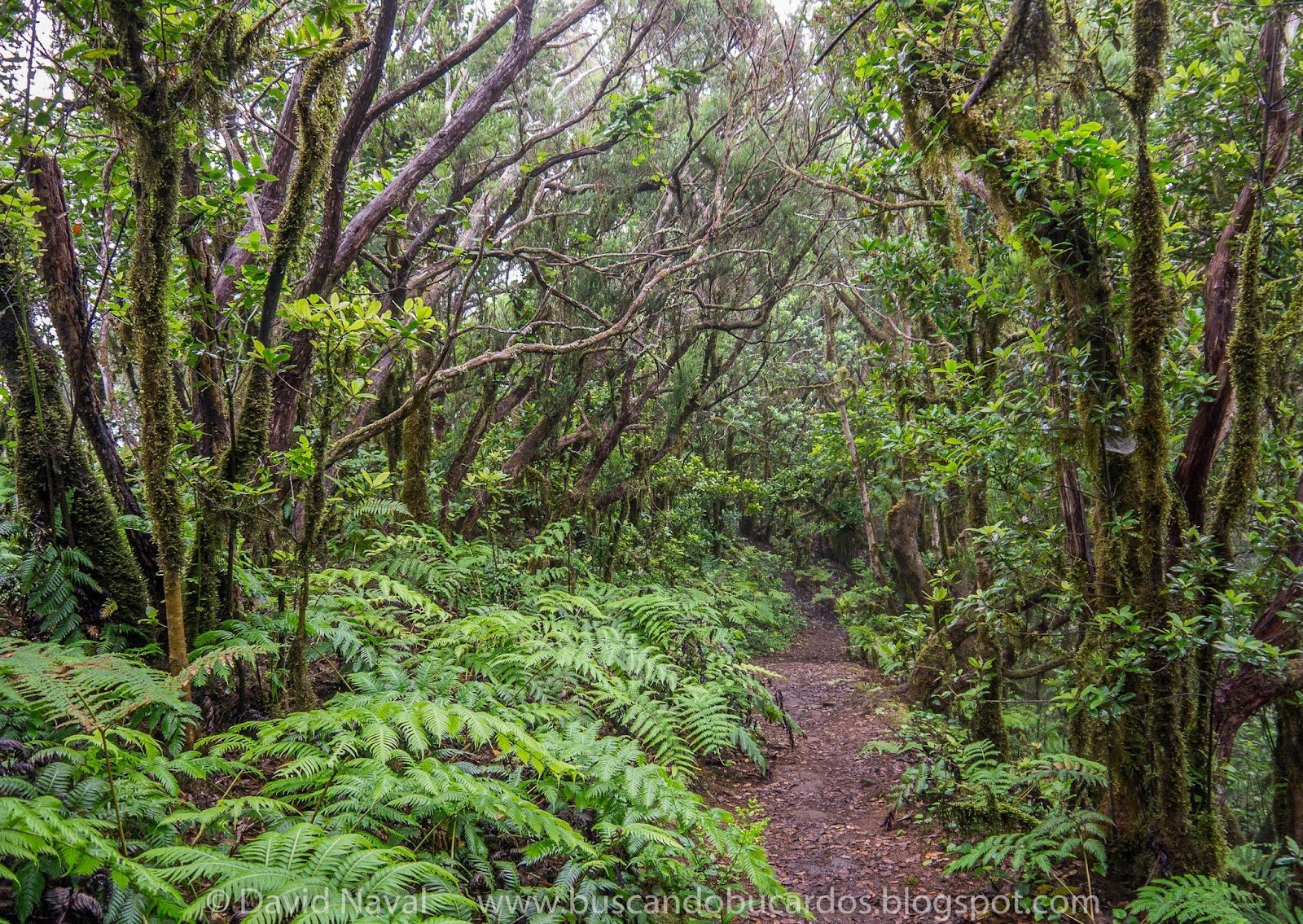 Se Puede Visitar El Bosque Encantado De Tenerife Sin Permiso
