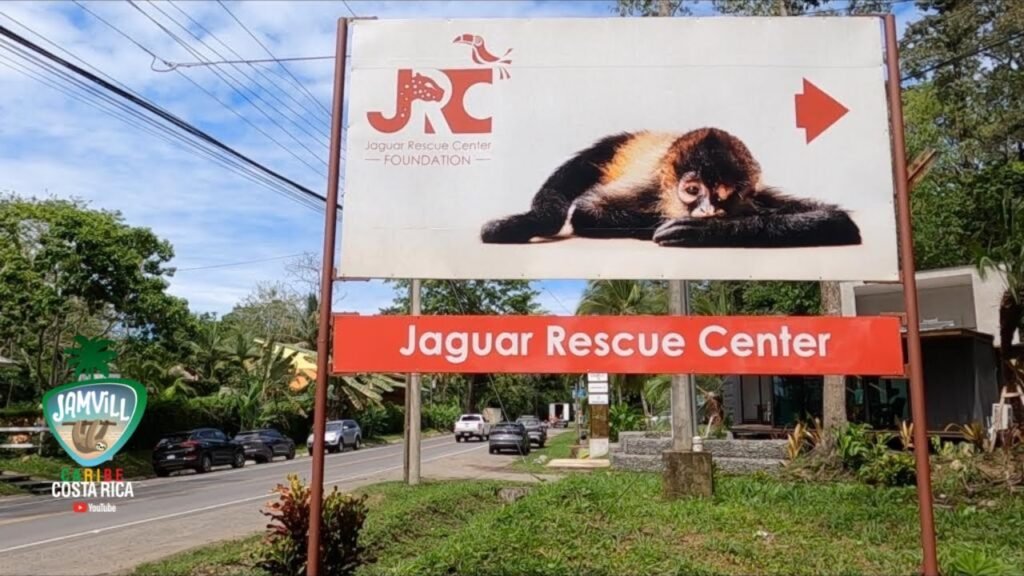 Dónde Se Encuentra El Jaguar Rescue Center En Costa Rica