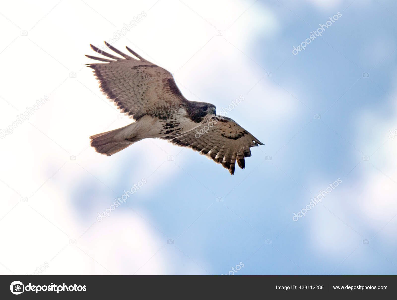 Dónde Encontrar Viajes De Halcón A Normandía Y Bretaña